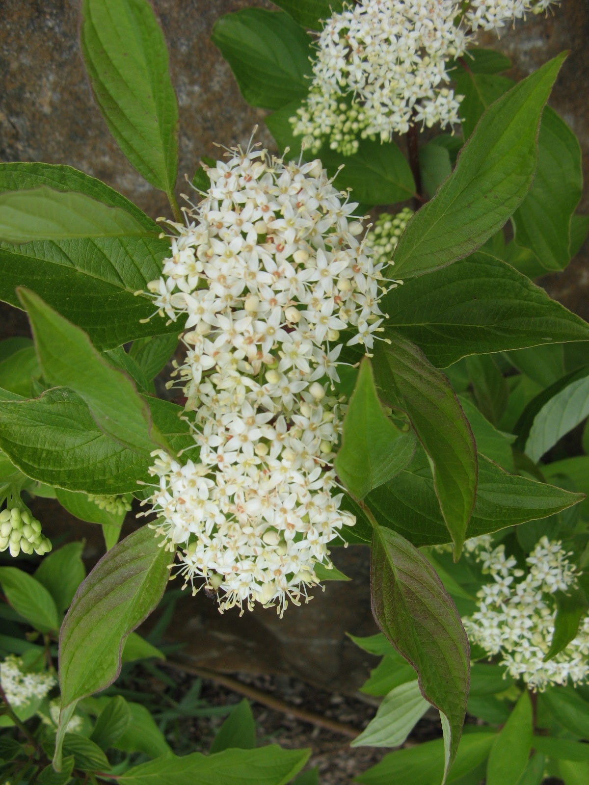 Red osier dogwood, Cornus sericea | Hungry Hook Farm