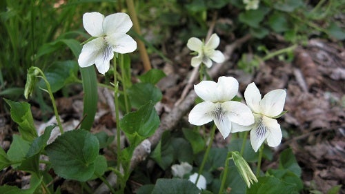 White Viola Plant