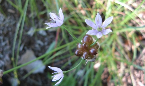 Meadow garlic, Allium canadense | Hungry Hook Farm