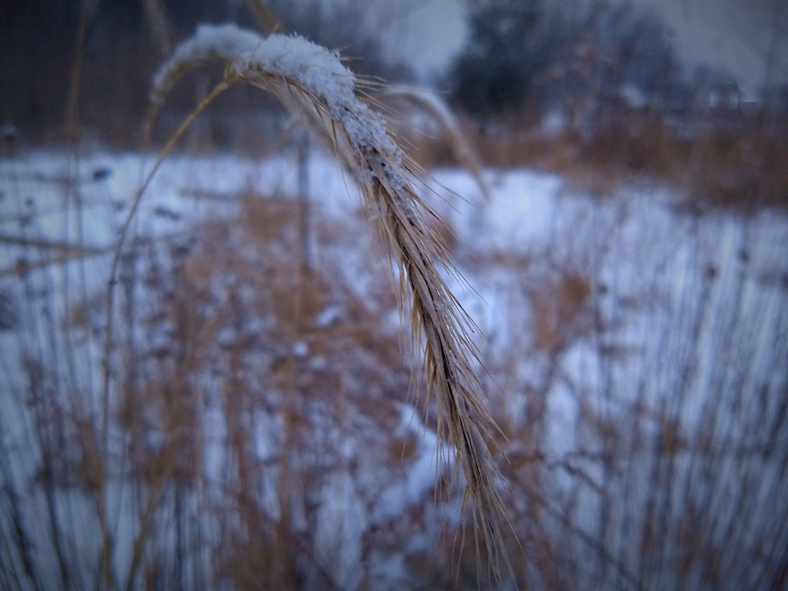 Riverbank wild rye, Elymus riparius | Hungry Hook Farm