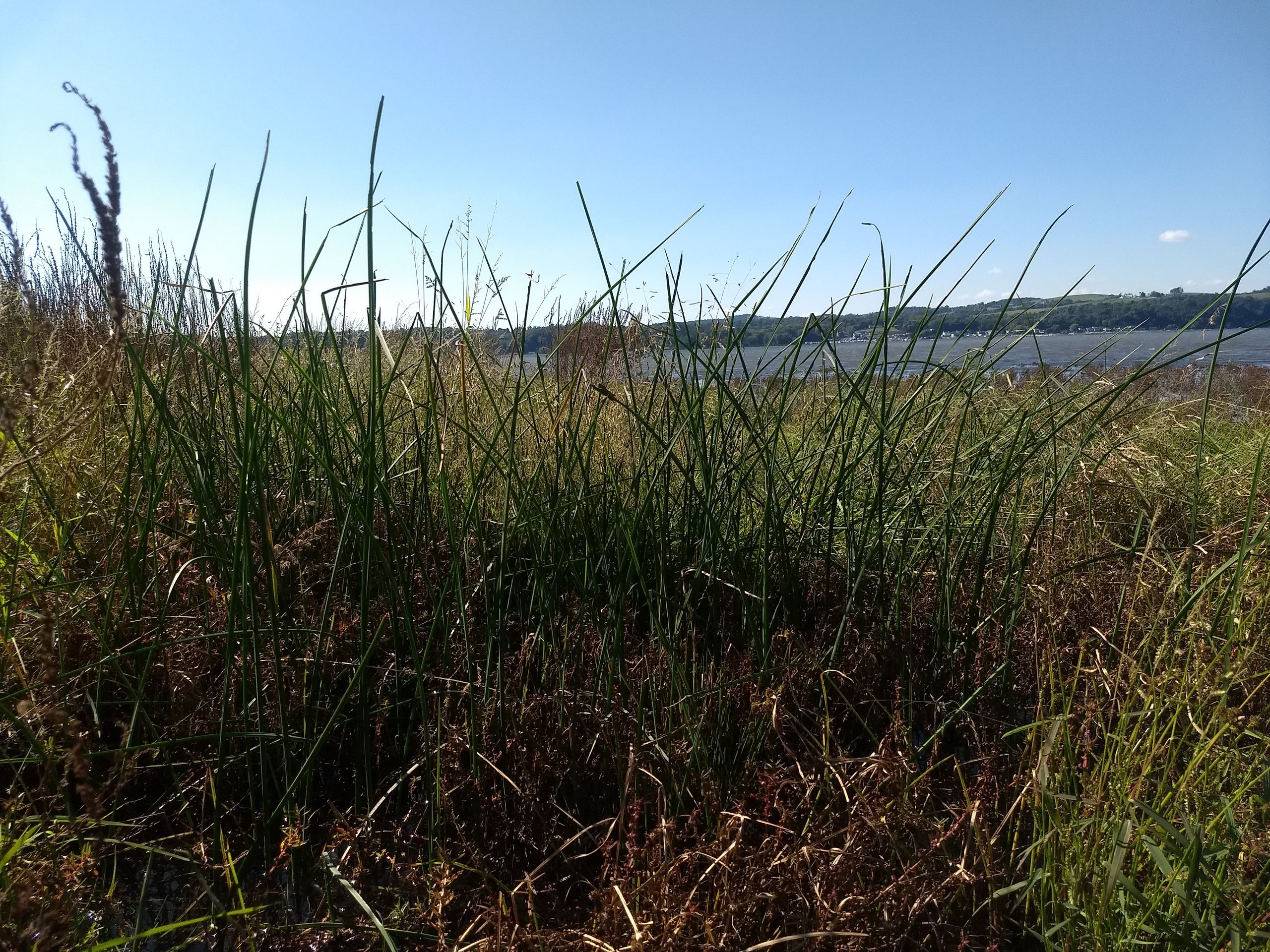 Three-square bulrush, Schoenoplectus pungens | Hungry Hook Farm