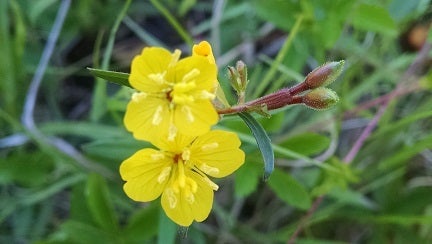 Small sundrops, Oenothera perennis | Hungry Hook Farm