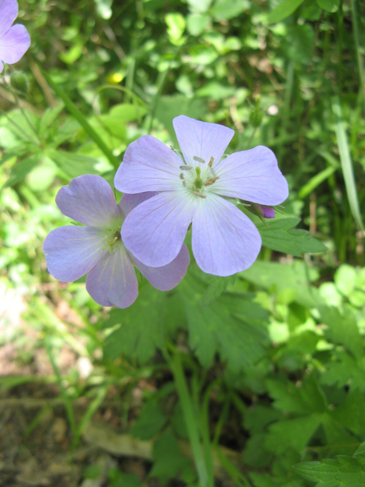 Wild geranium, Geranium maculatum | Hungry Hook Farm