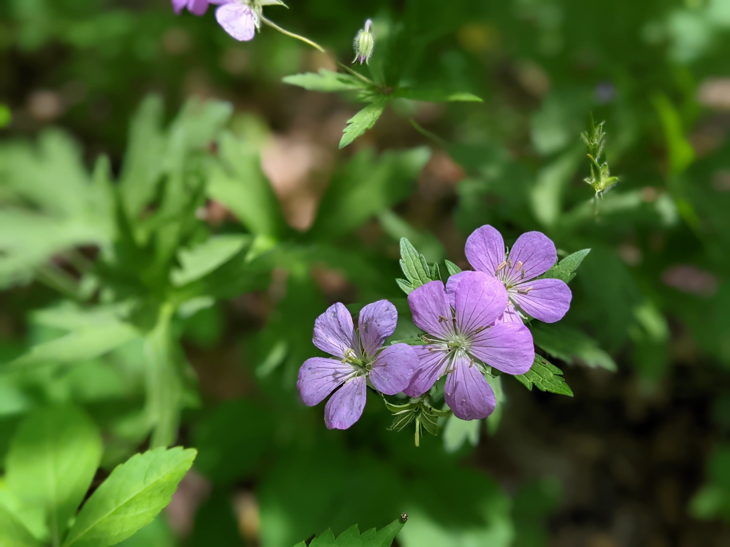 Wild geranium, Geranium maculatum | Hungry Hook Farm