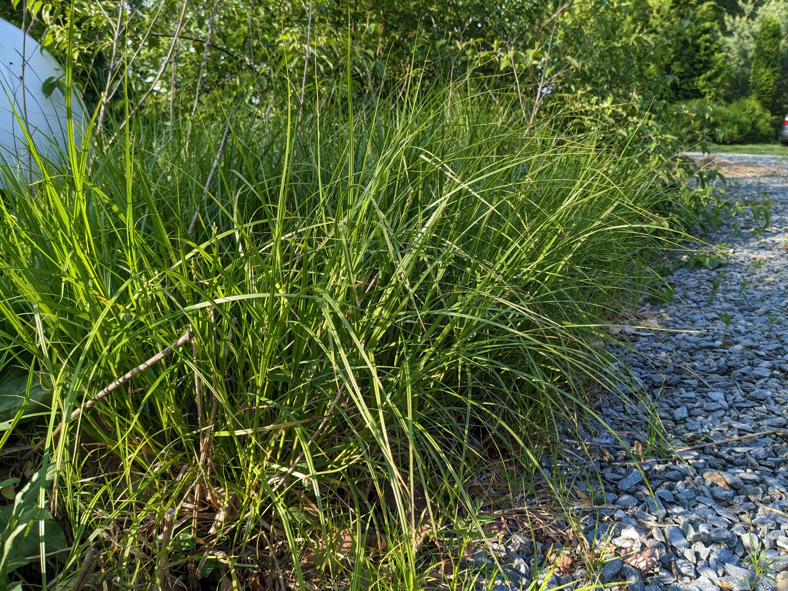Blunt broom sedge (Carex tribuloides) Seed packet | Hungry Hook Farm