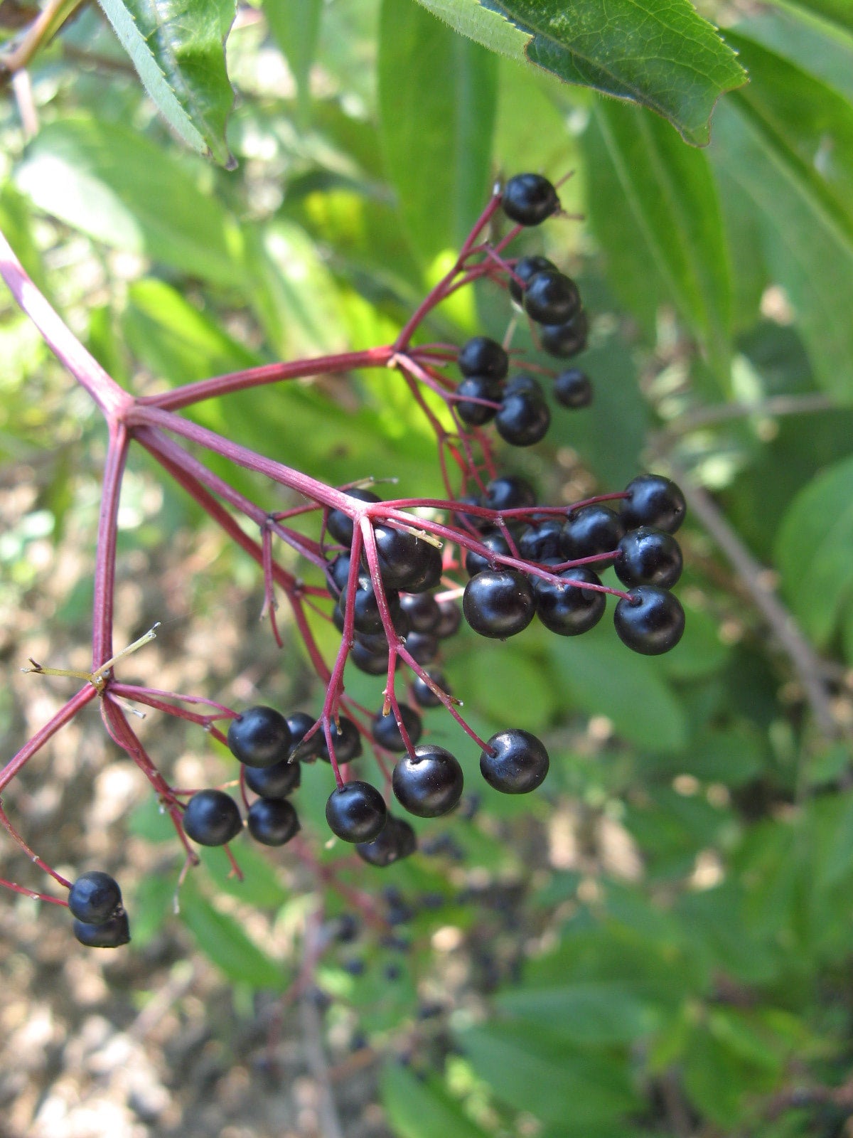 Black Elderberry Shrub