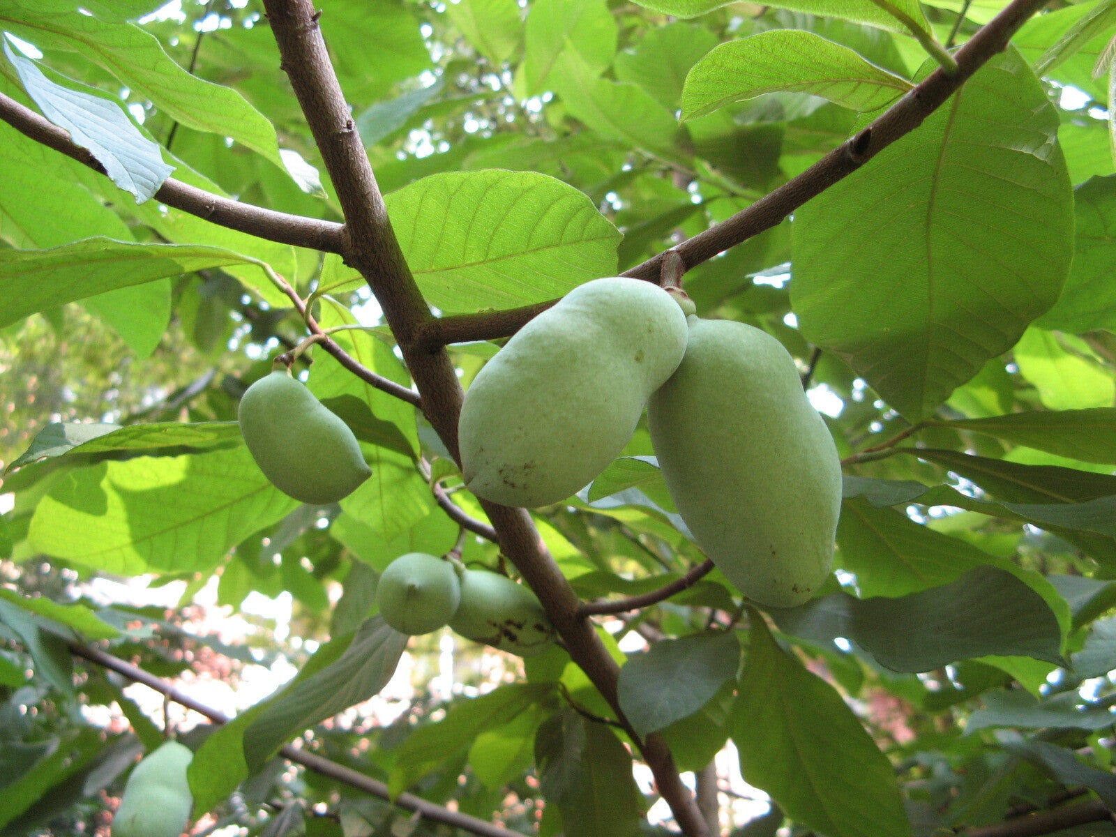 Paw paw tree, Asimina triloba | Hungry Hook Farm