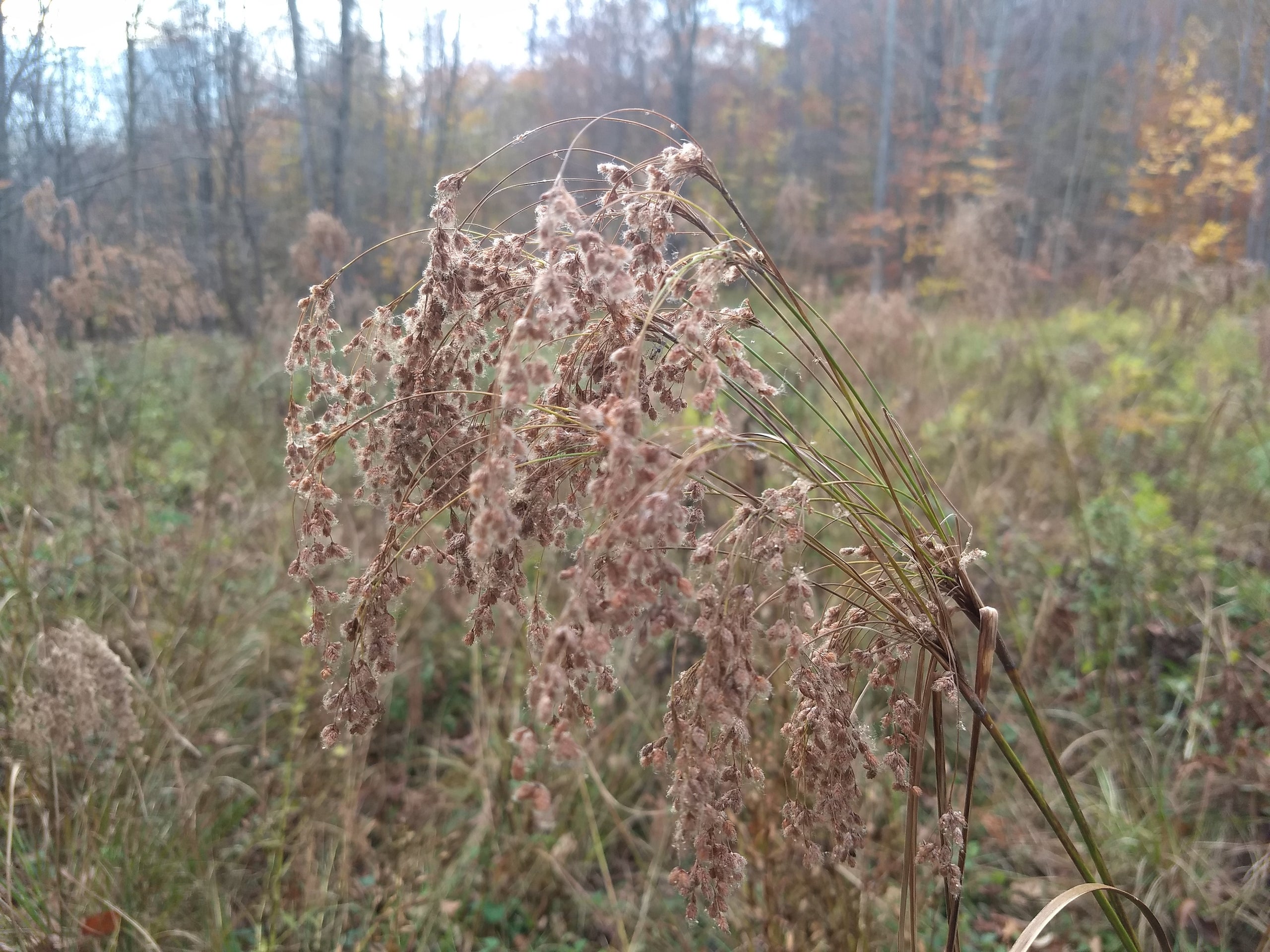 Wool grass, Scirpus cyperinus | Hungry Hook Farm