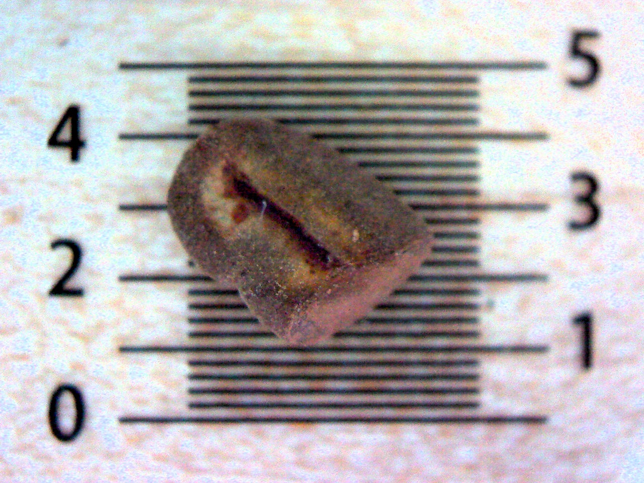 Virginia dayflower (Commelina virginica) Seed Packet | Hungry Hook Farm