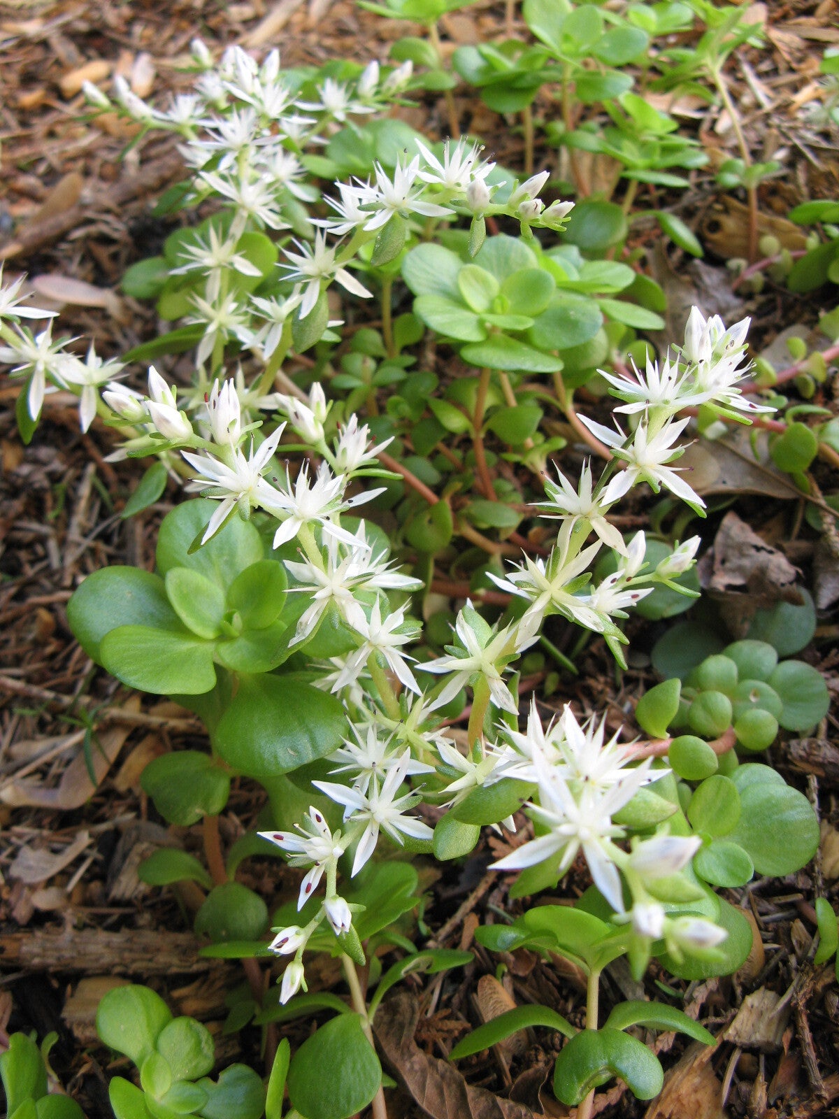 Wild stonecrop, Sedum ternatum | Hungry Hook Farm