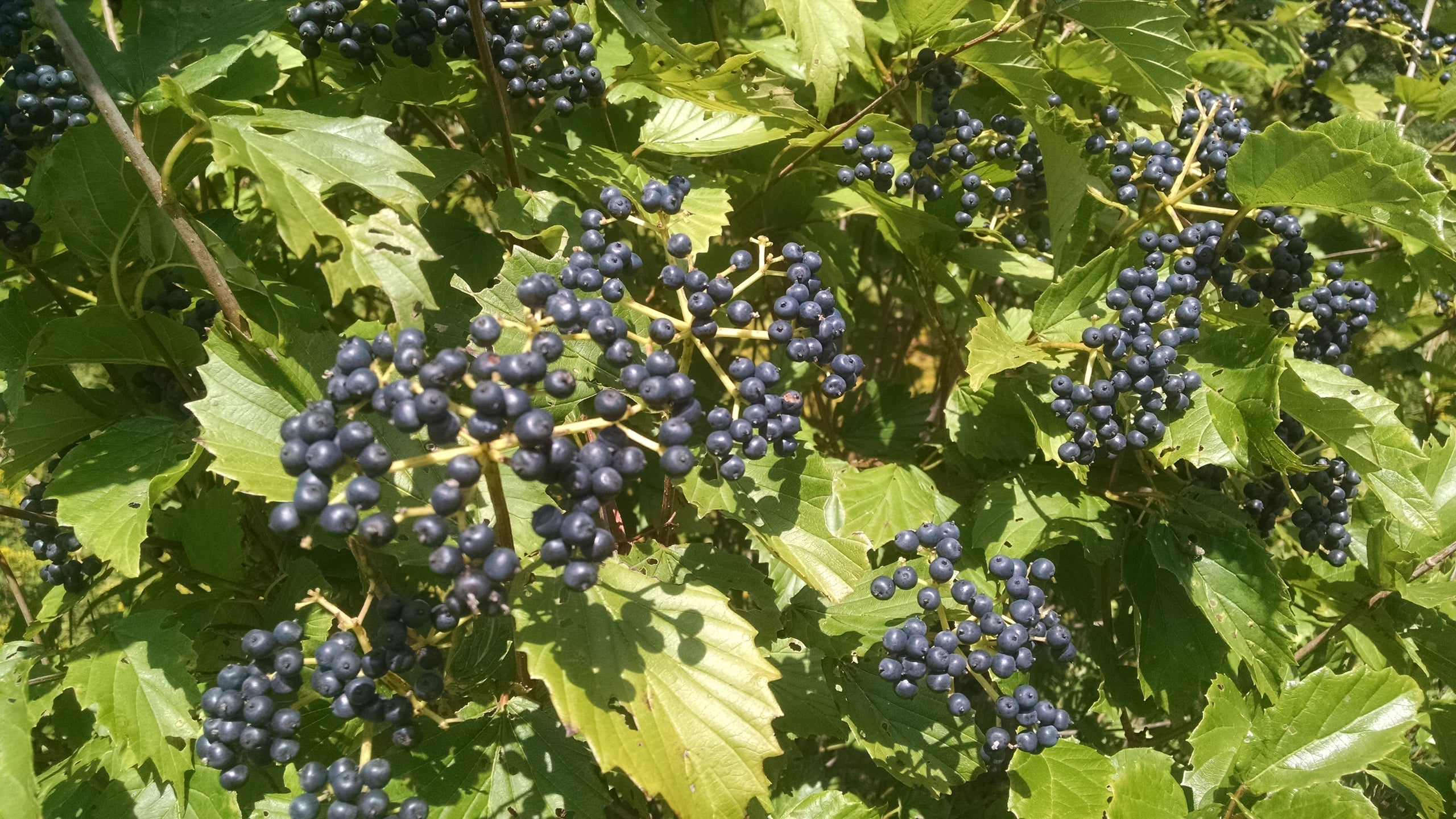 Arrowwood viburnum, Viburnum dentatum | Hungry Hook Farm