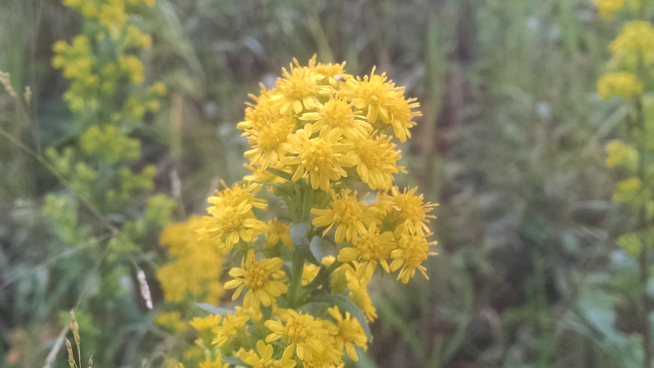 Downy goldenrod (Solidago puberula) | Hungry Hook Farm