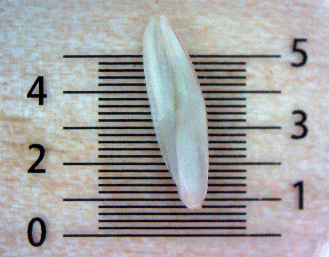 Rough dropseed (Sporobolus asper) Seed packet | Hungry Hook Farm