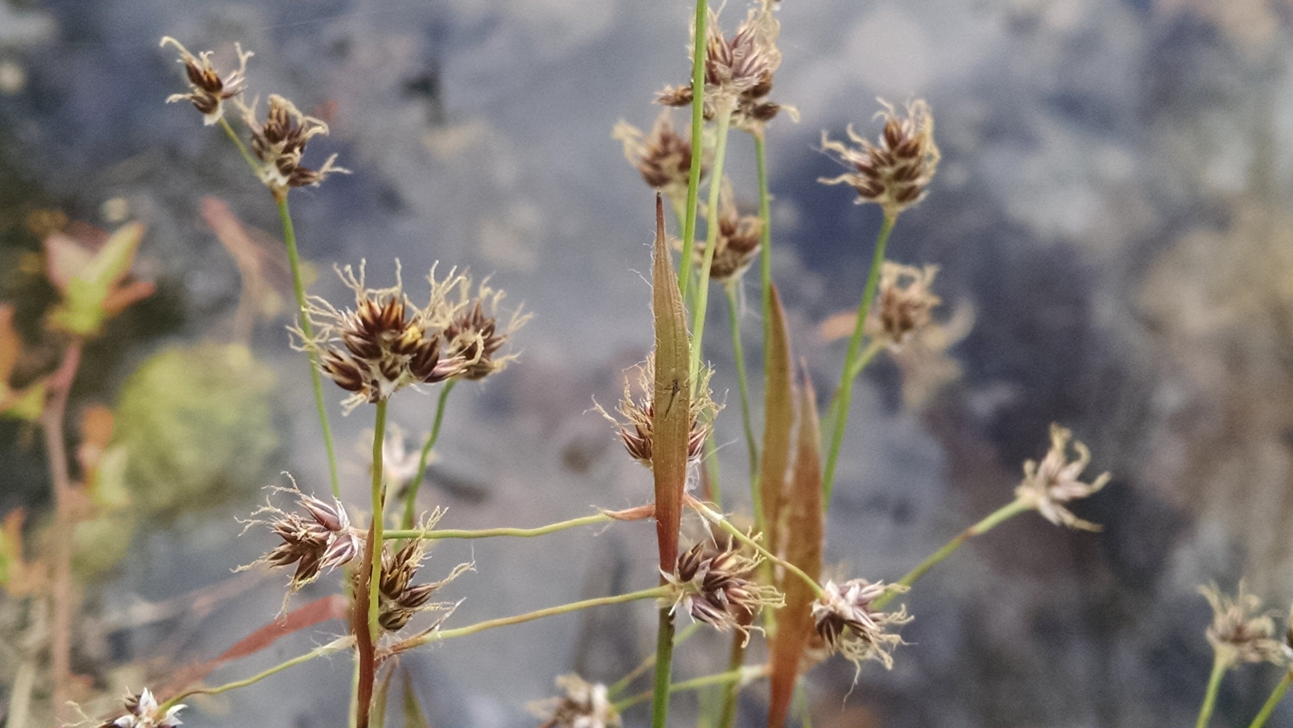 Common wood rush, Luzula multiflora | Hungry Hook Farm