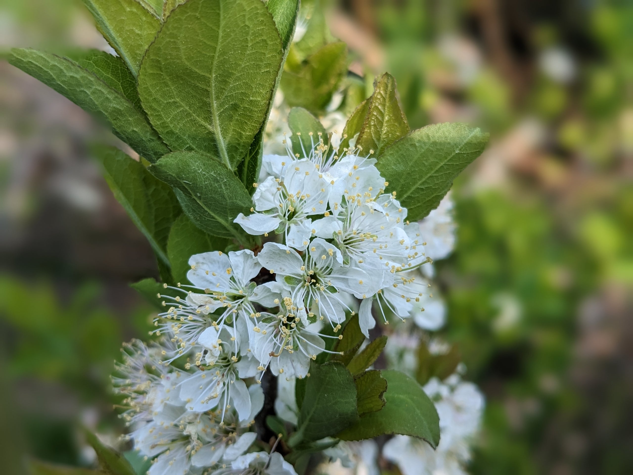Beach plum, Prunus maritima | Hungry Hook Farm