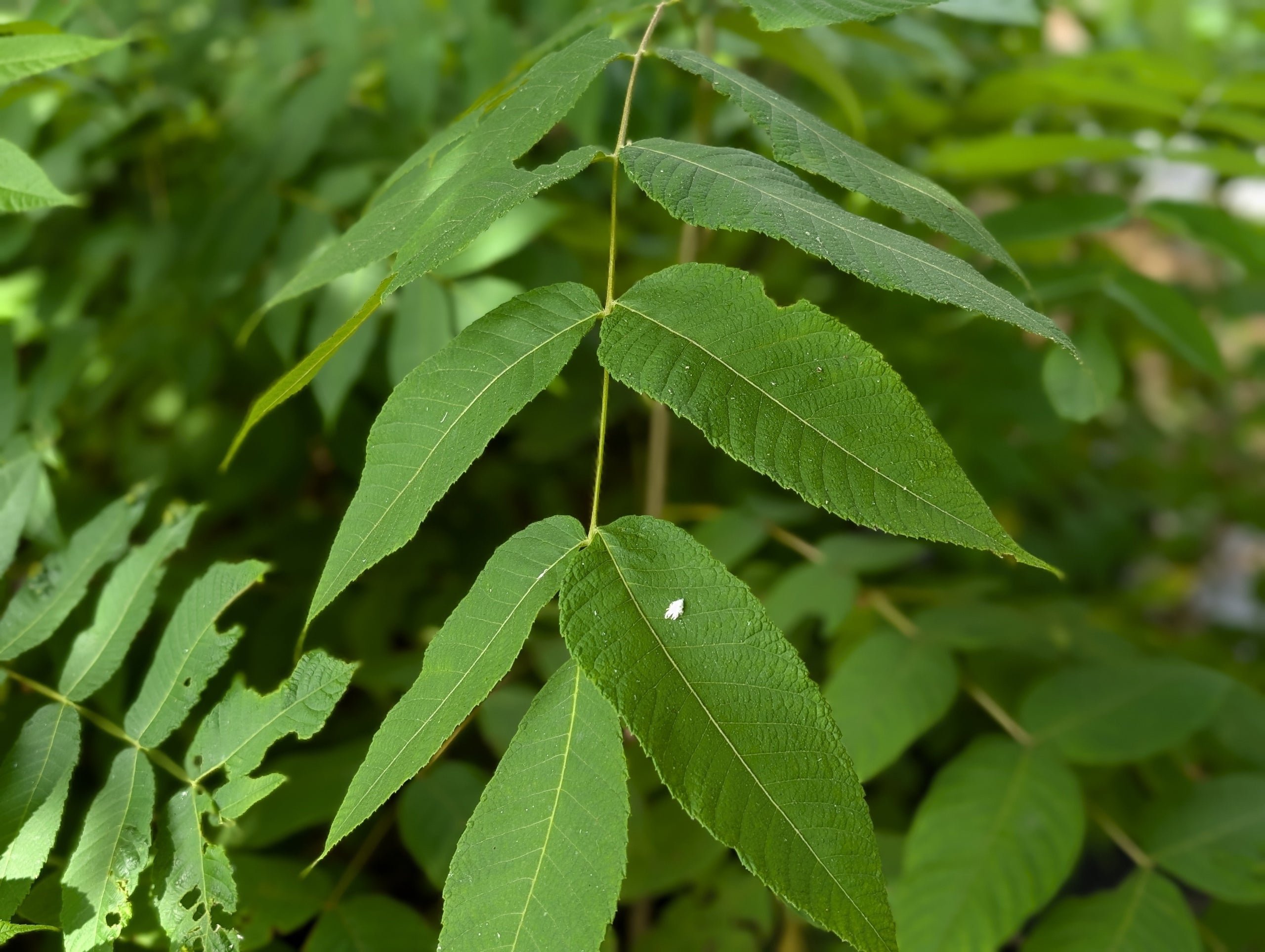 Butternut (Juglans cinerea) | Hungry Hook Farm