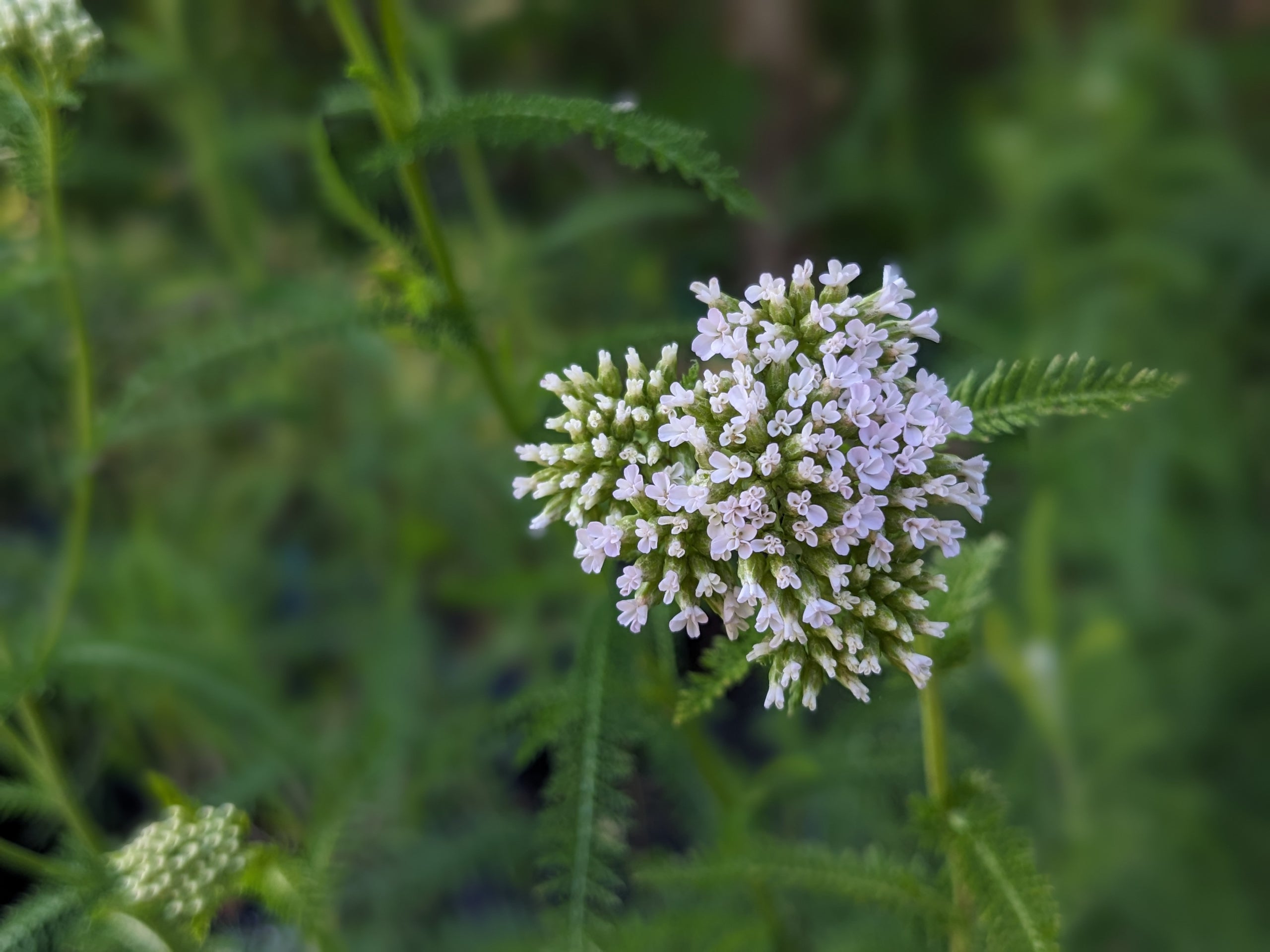 Common yarrow, Achillea millefolium | Hungry Hook Farm