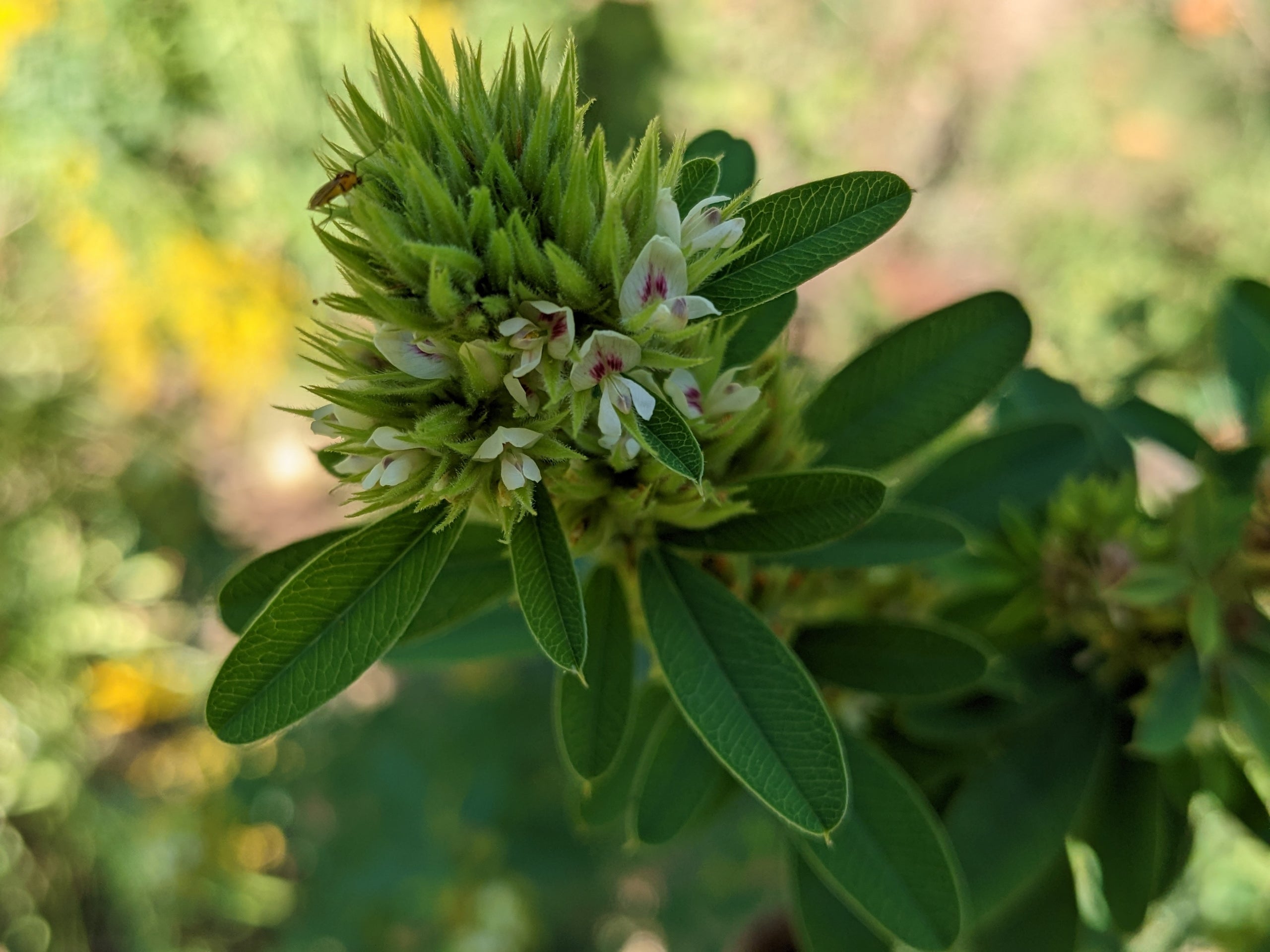Round-headed bush clover (Lespedeza capitata) Seed packet | Hungry Hook ...