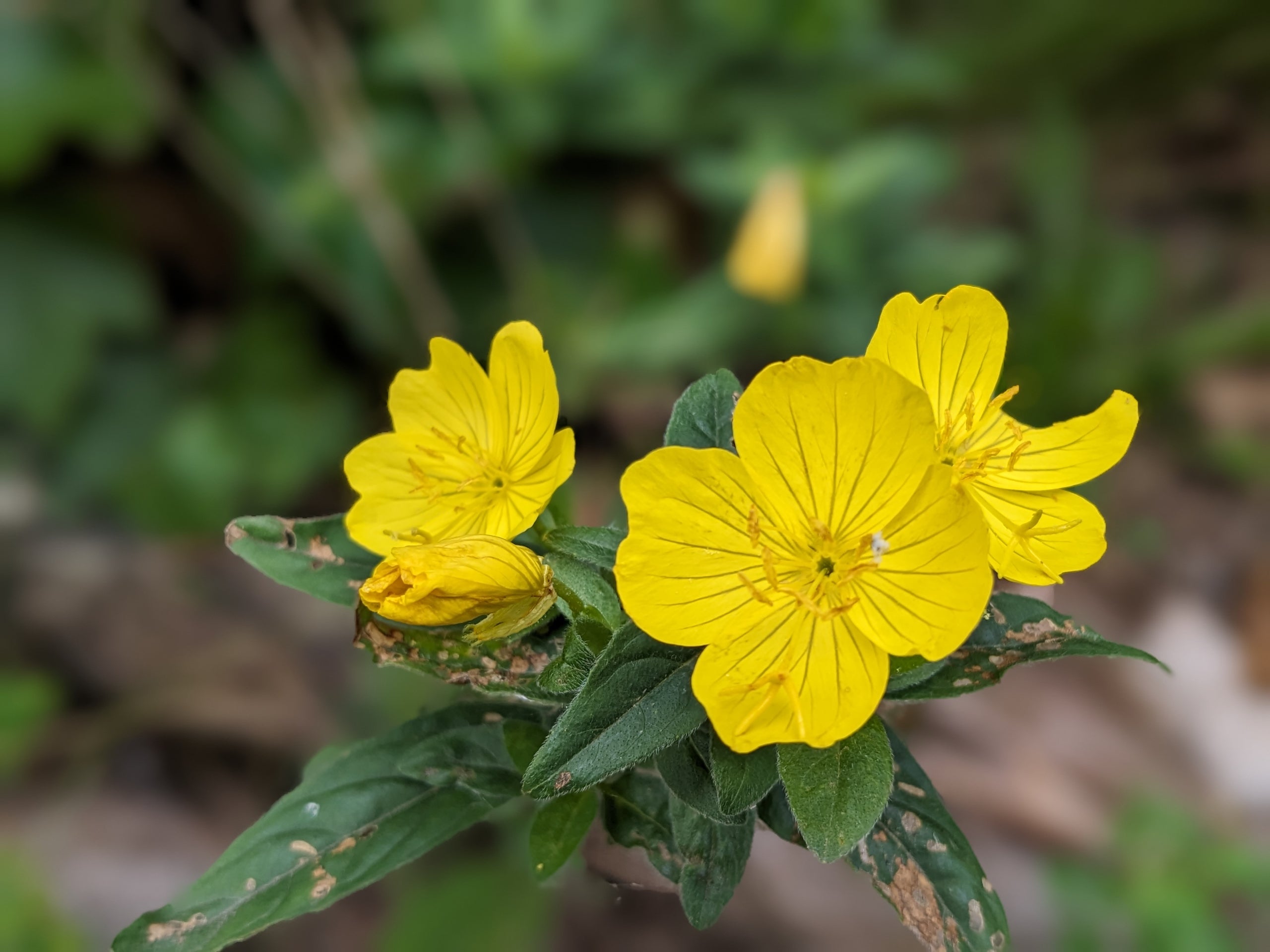 Prairie sundrops, Oenothera pilosella | Hungry Hook Farm
