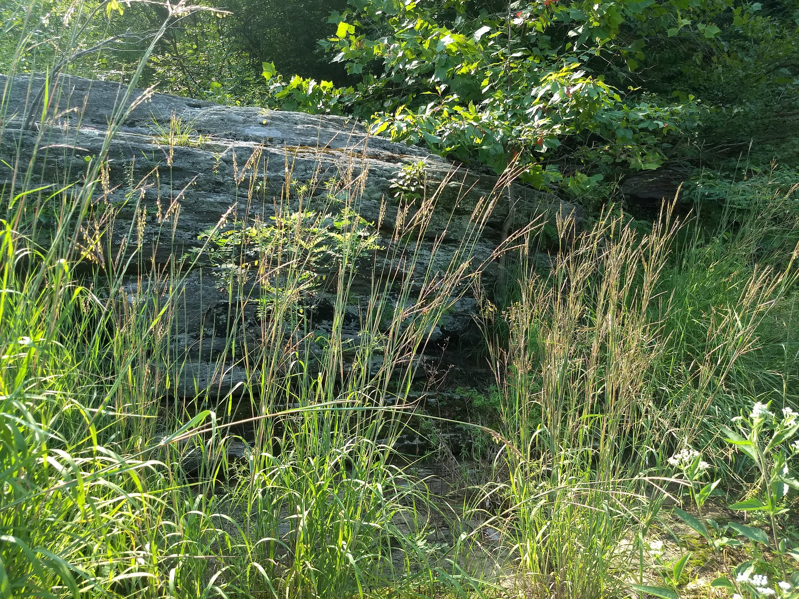 Introduction to Graminoids Workshop, August 18, 2024 | Hungry Hook Farm