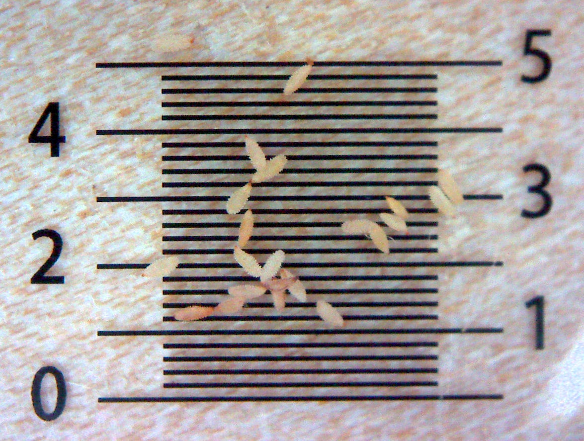 Ditch stonecrop (Penthorum sedoides) Seed packet | Hungry Hook Farm