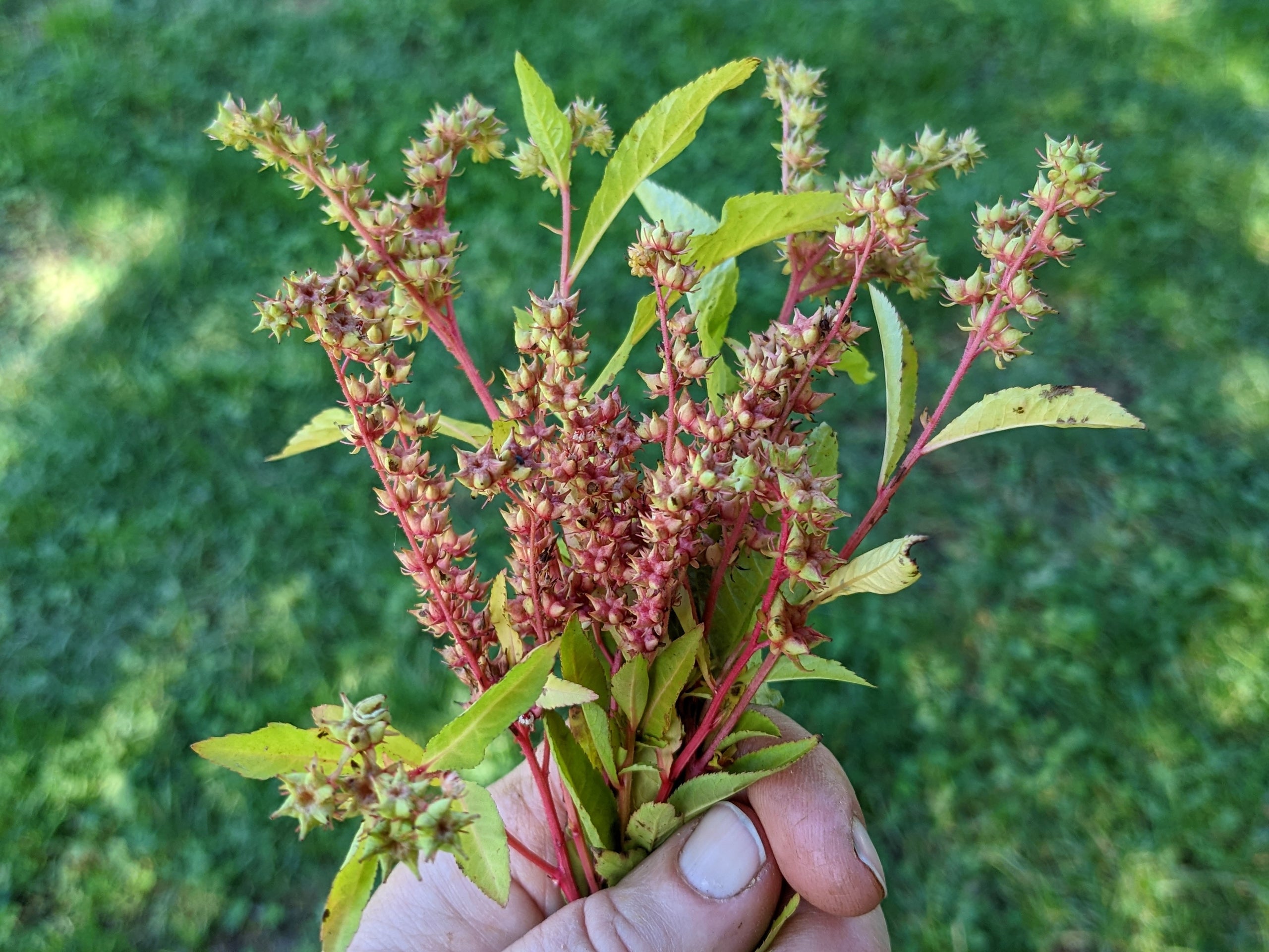 Ditch stonecrop (Penthorum sedoides) Seed packet | Hungry Hook Farm