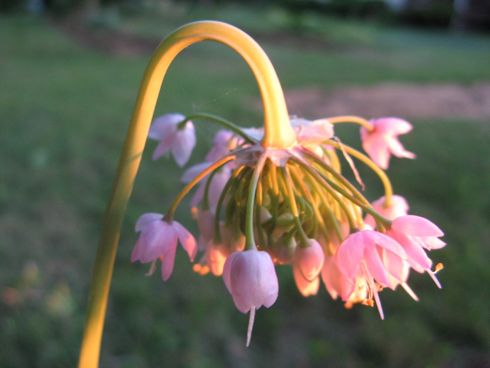 Nodding onion (Allium cernuum) Seed Packet | Hungry Hook Farm