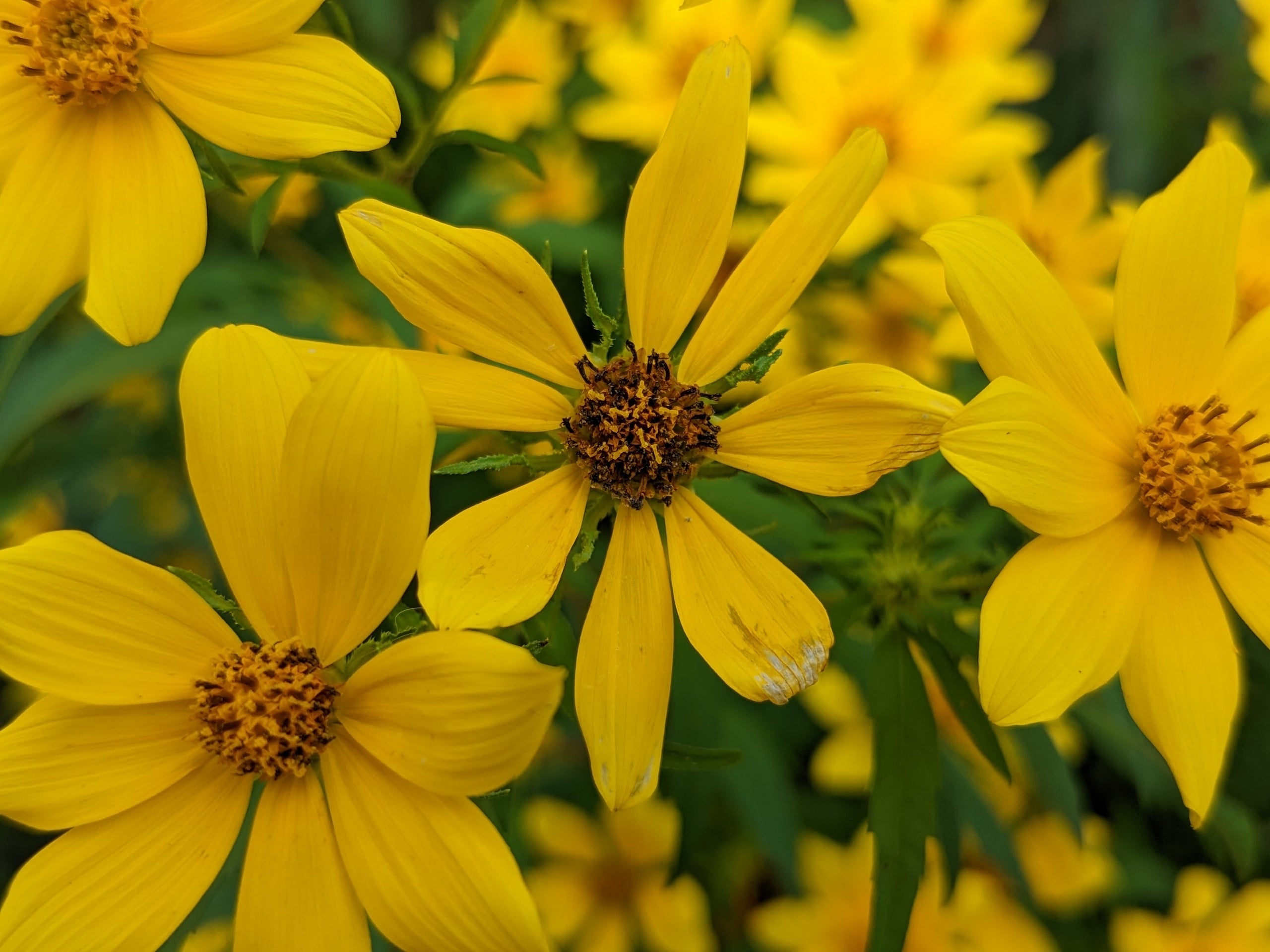 Tickseed sunflower (Bidens polylepis) Seed packet | Hungry Hook Farm