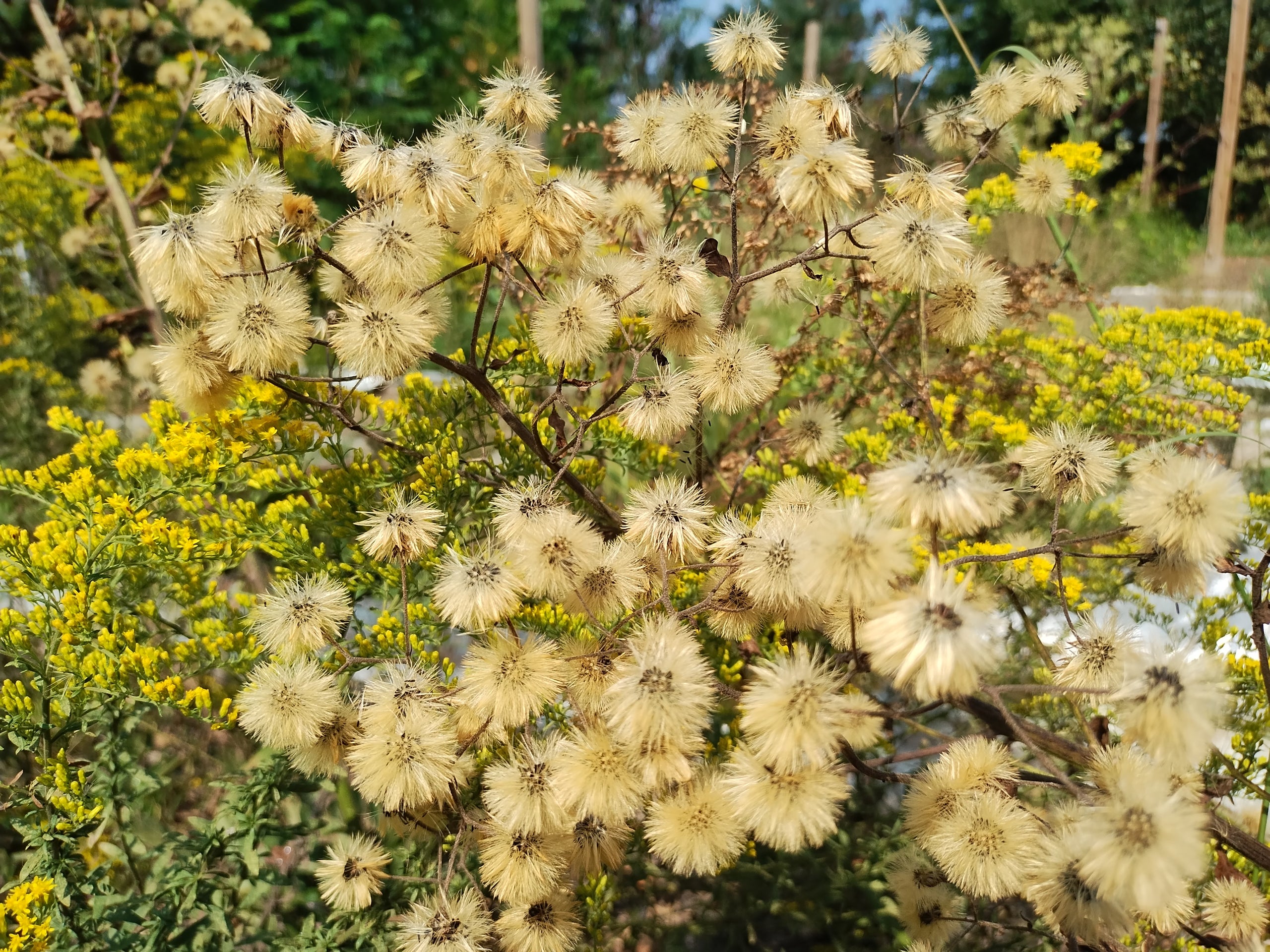 Rough hawkweed (Hieracium scabrum) Seed packet | Hungry Hook Farm