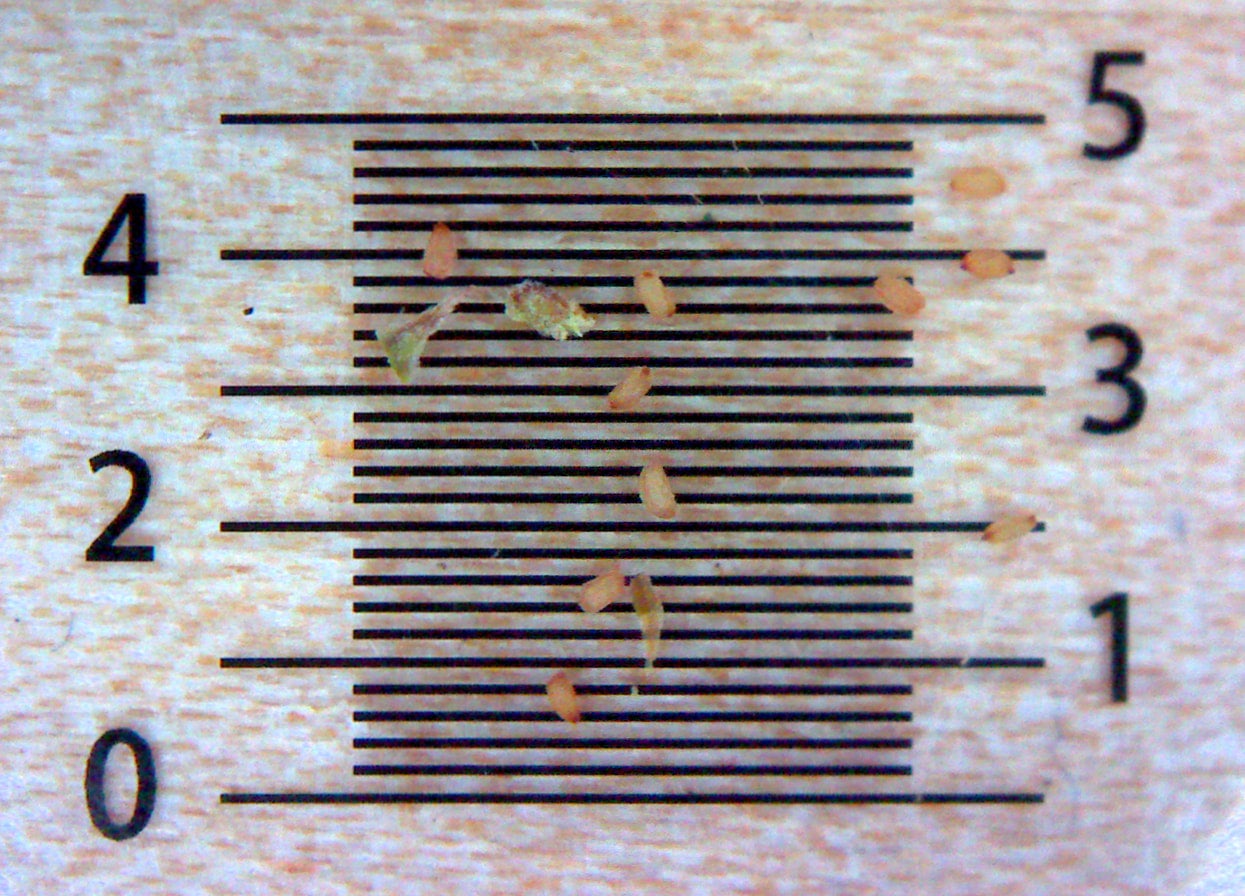 Allegheny Monkeyflower (Mimulus ringens) Seed packet | Hungry Hook Farm