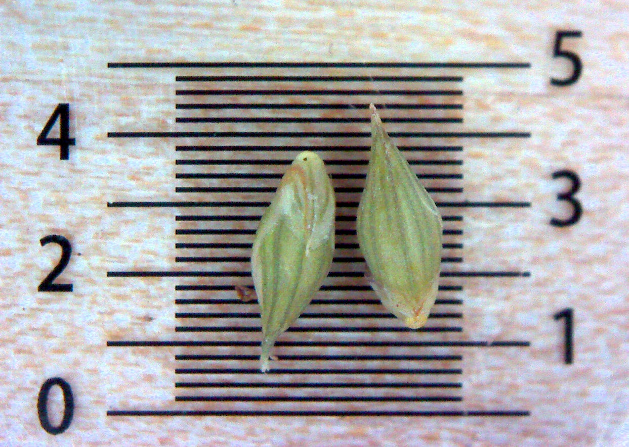 Beaked panic grass (Panicum anceps) | Hungry Hook Farm