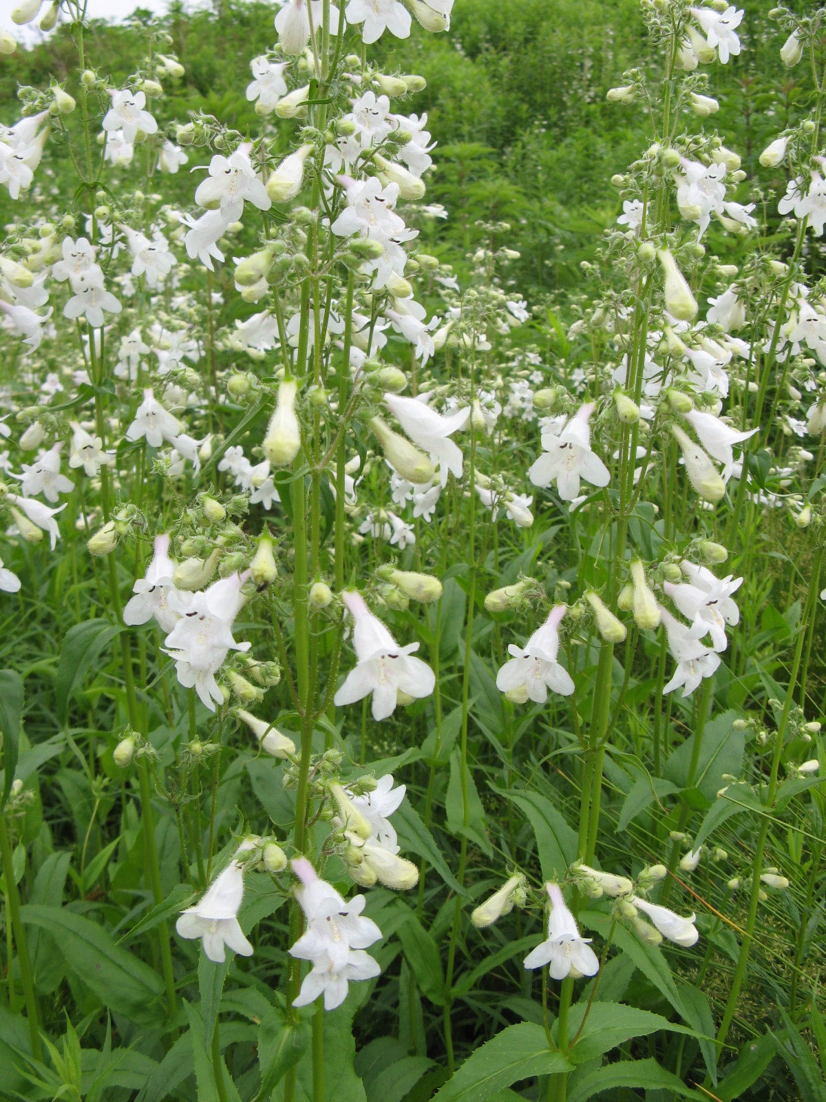 Foxglove beardtongue (Penstemon digitalis) Seed packet | Hungry Hook Farm
