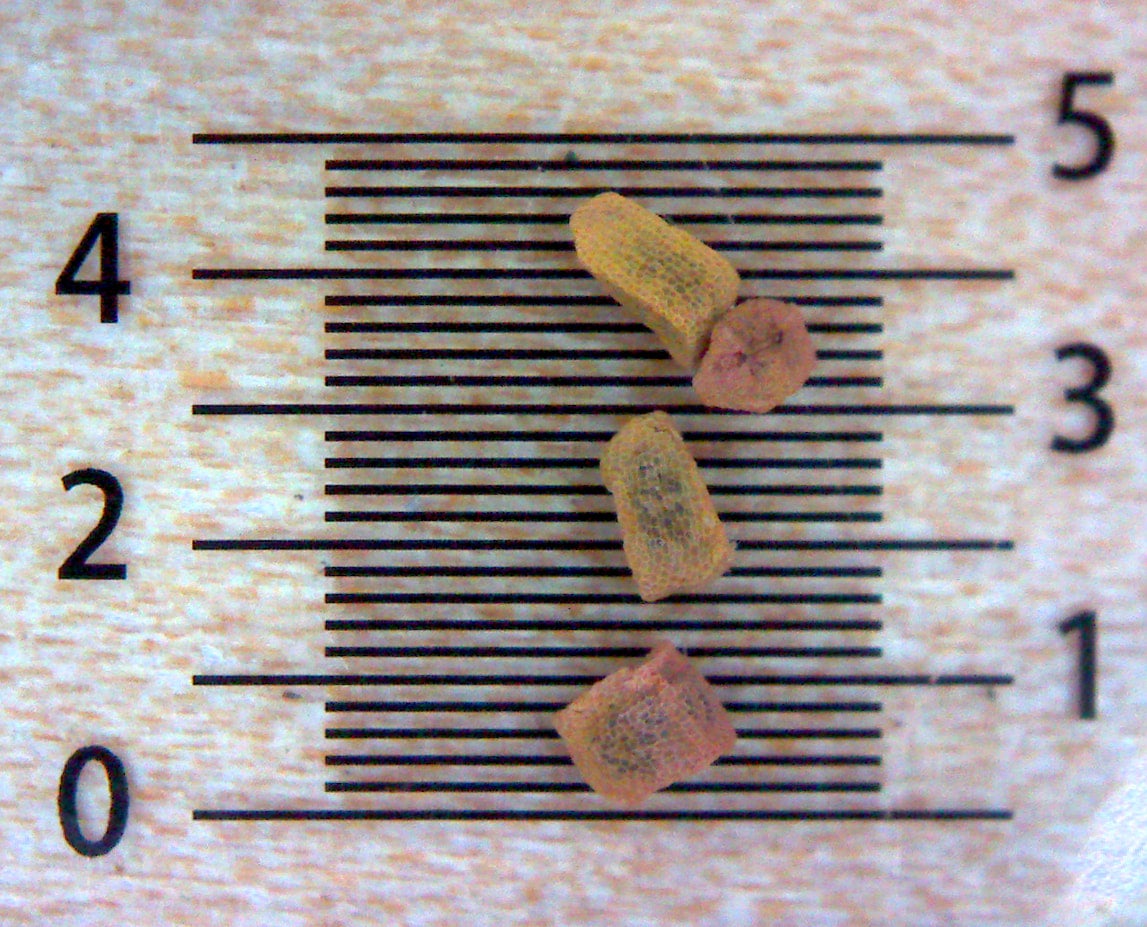 Foxglove beardtongue (Penstemon digitalis) Seed packet | Hungry Hook Farm