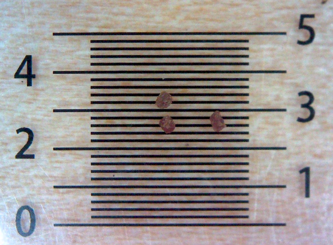 Rose pink (Sabatia angularis) Seed packet | Hungry Hook Farm