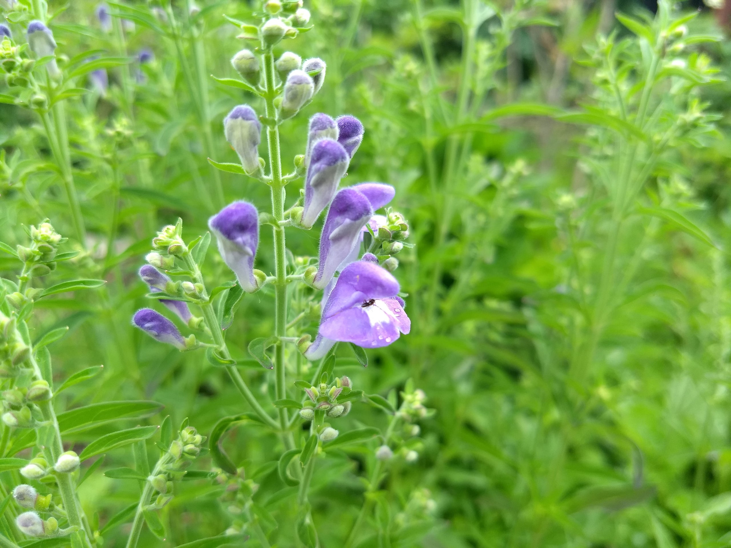 Helmet flower (Scutellaria integrifolia) Seed packet | Hungry Hook Farm