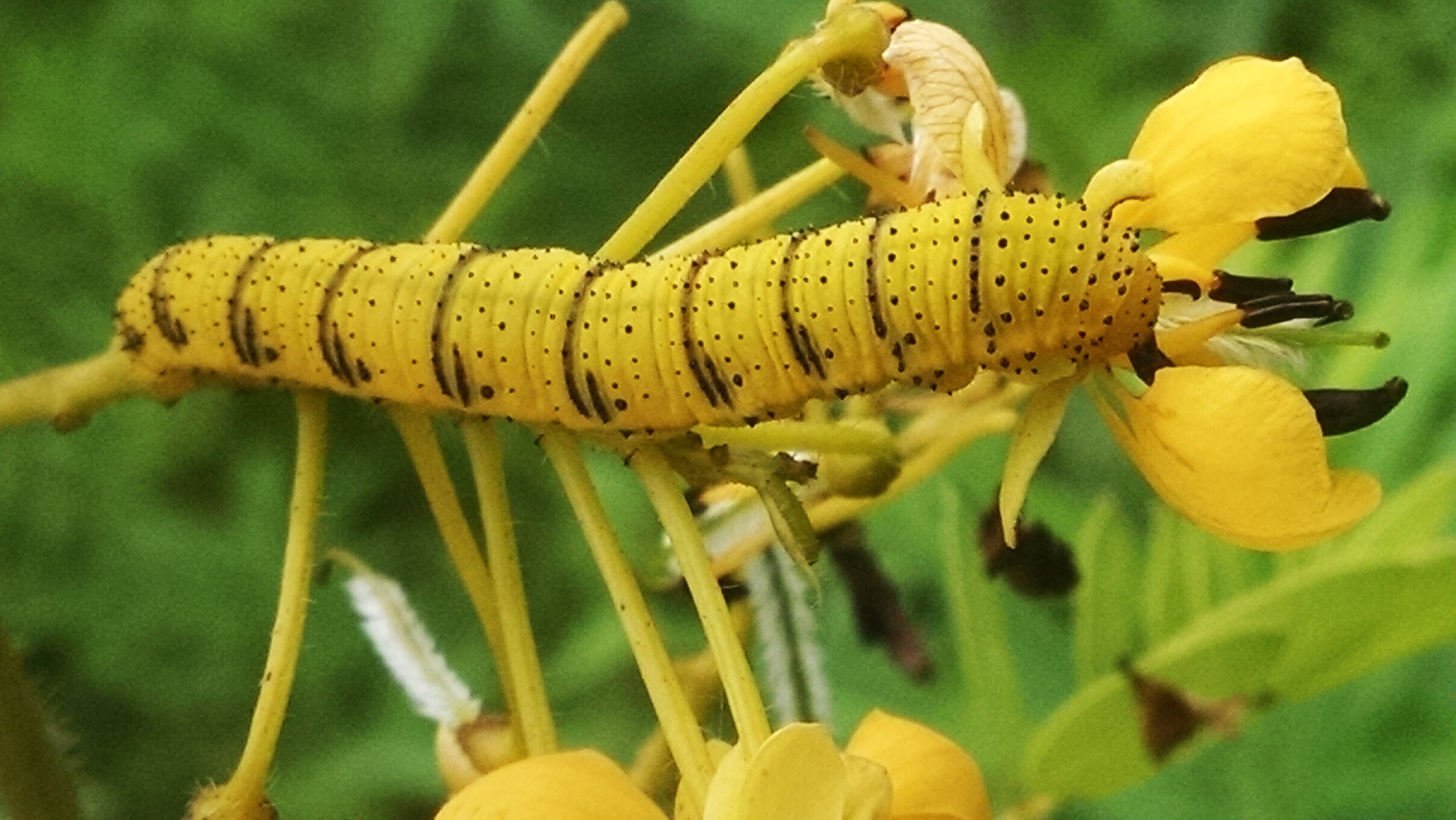 American senna (Senna hebecarpa) Seed packet | Hungry Hook Farm