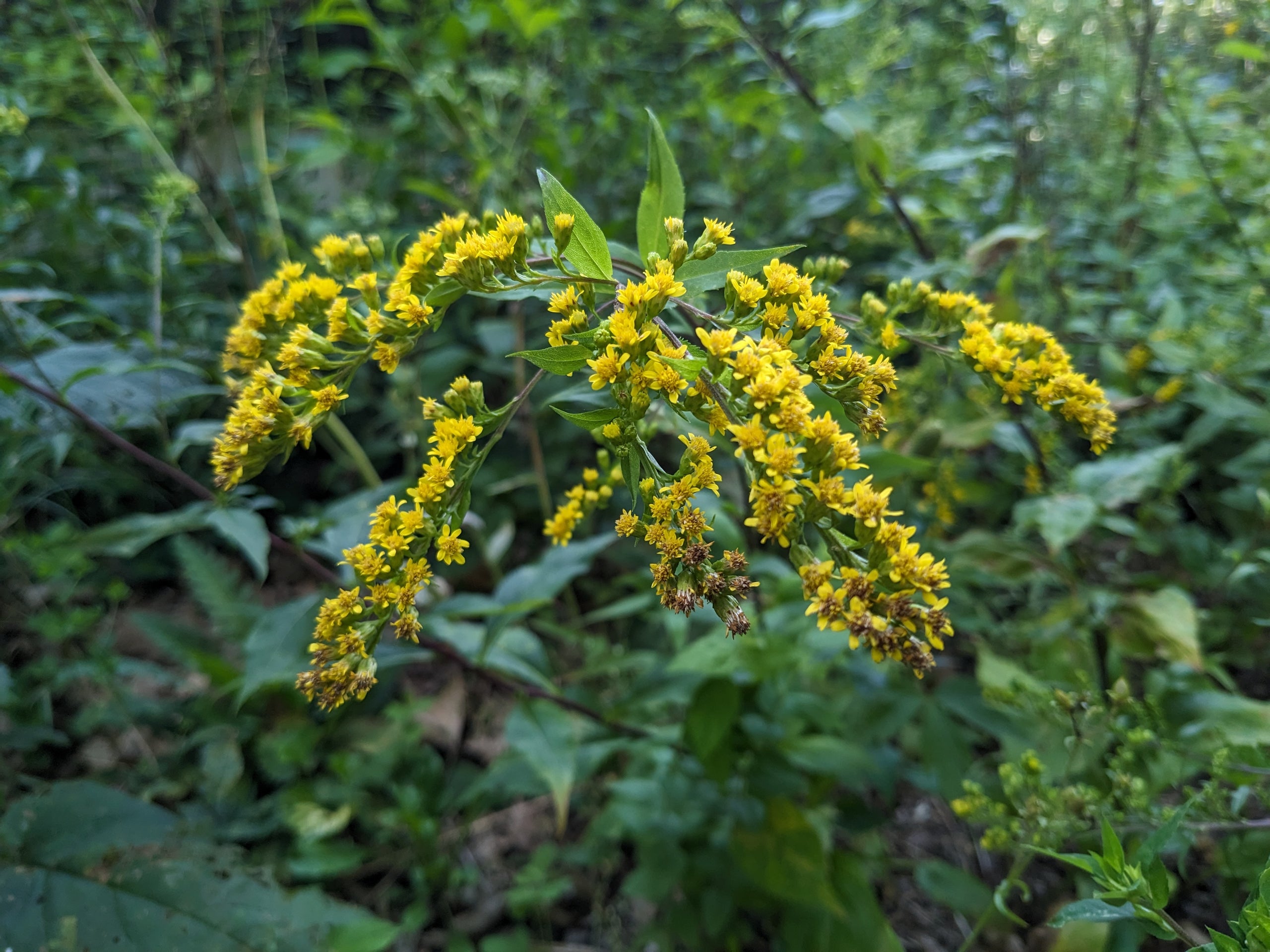 Forest goldenrod (Solidago arguta) Seed packet | Hungry Hook Farm