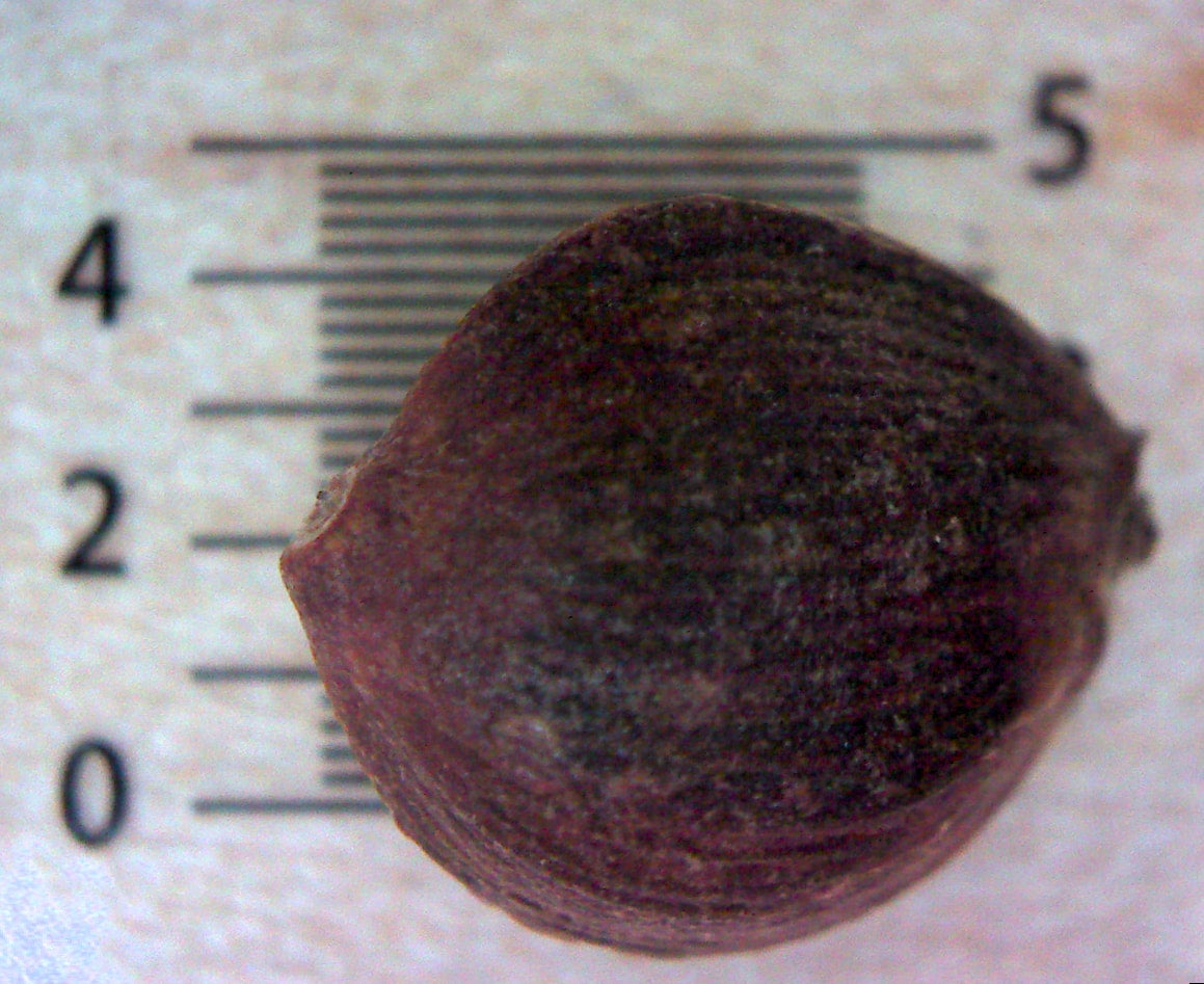 Bear's foot (Smallanthus uvedalia) Seed packet | Hungry Hook Farm