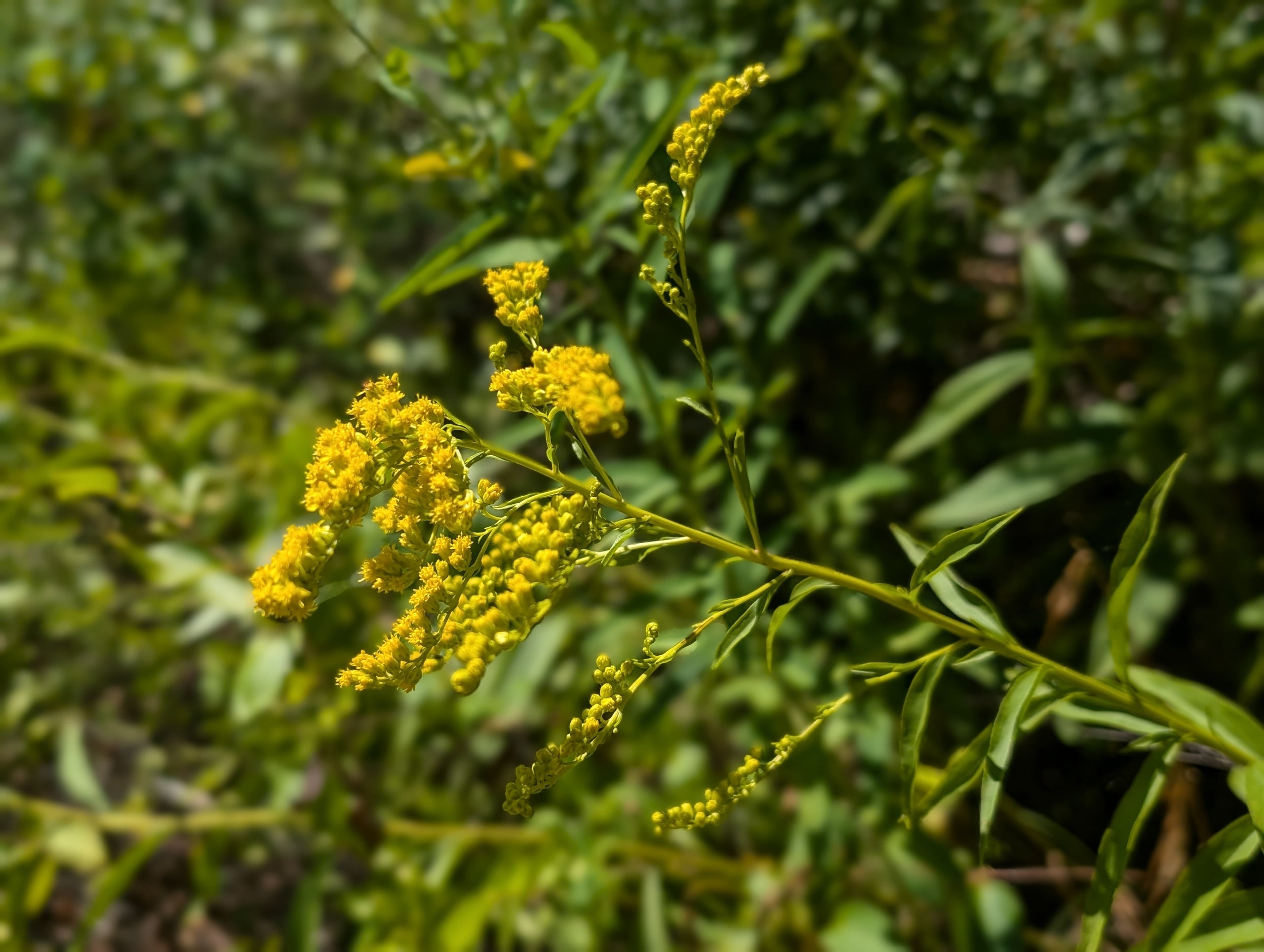 Early goldenrod, Solidago juncea | Hungry Hook Farm