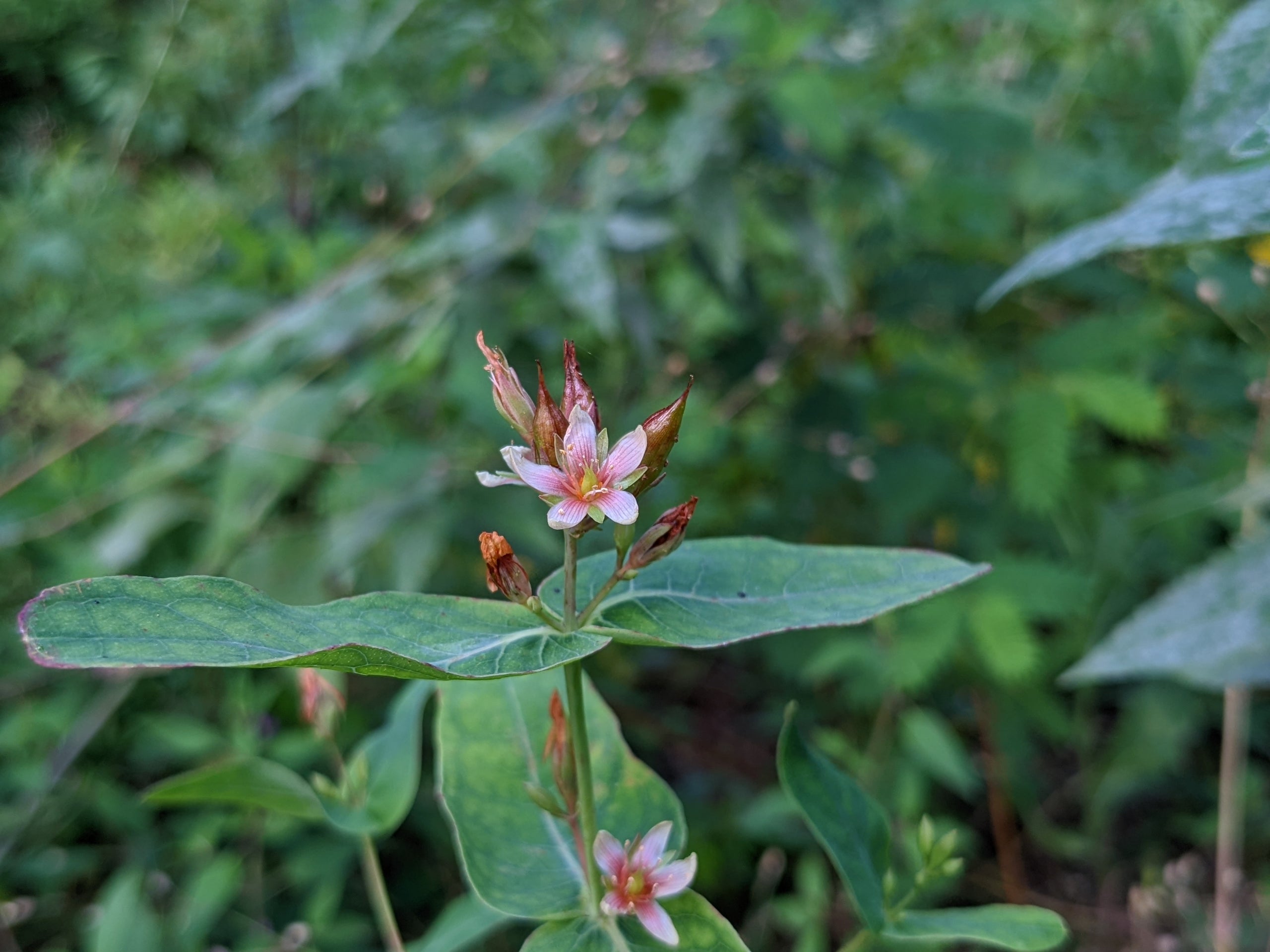 Virginia marsh St. John's wort (Hypericum virginicum) | Hungry Hook Farm