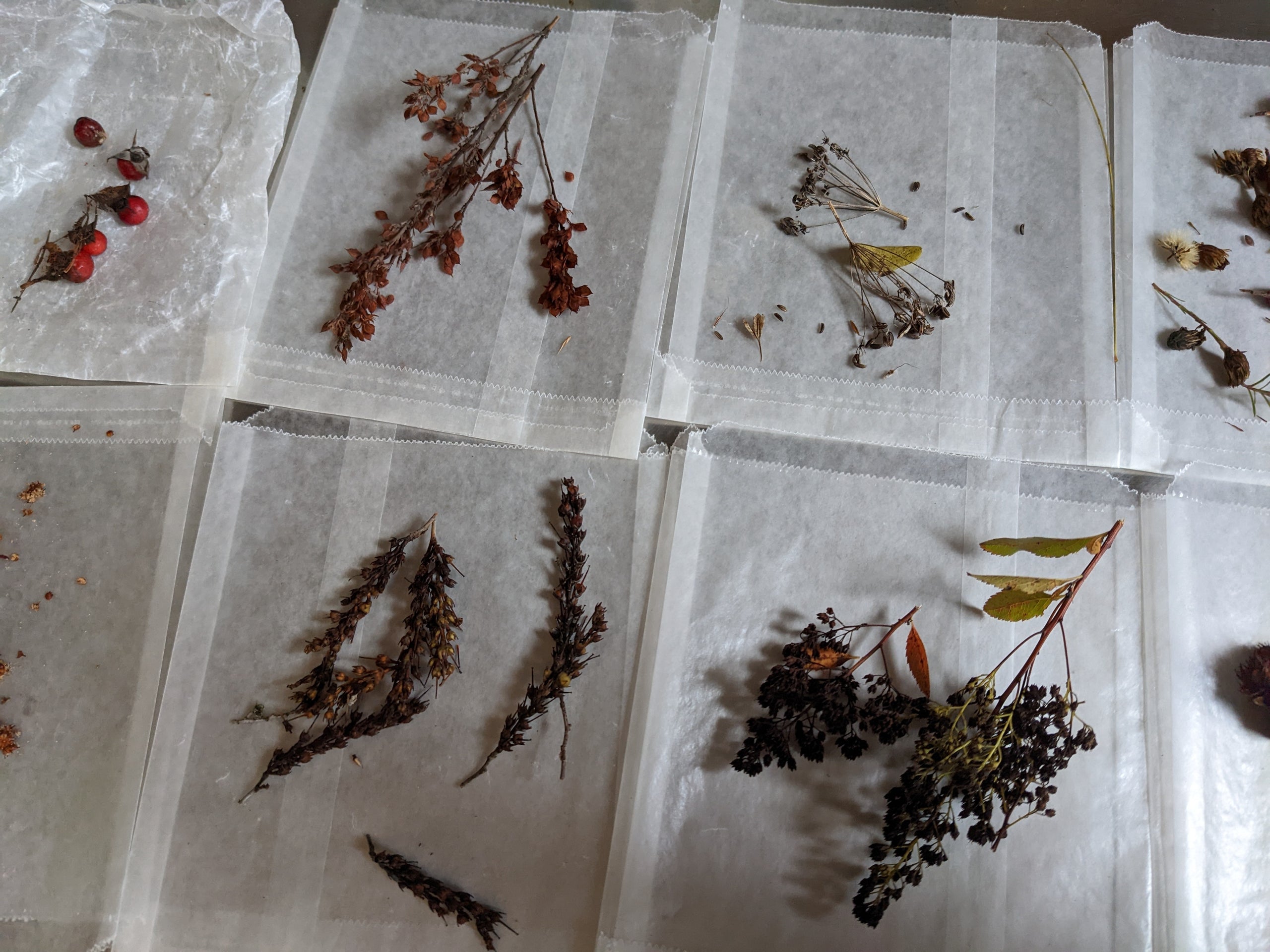 Seed Propagation Workshops | Hungry Hook Farm