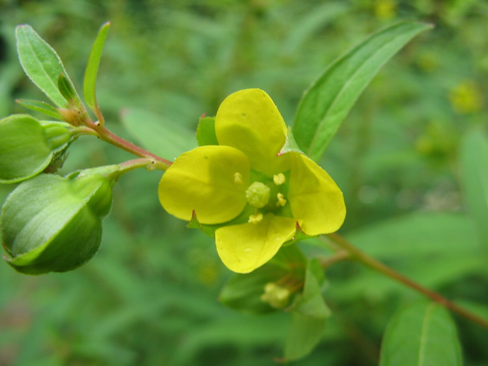 Basic Plant Anatomy and Identification Workshop, October 6, 2024 ...