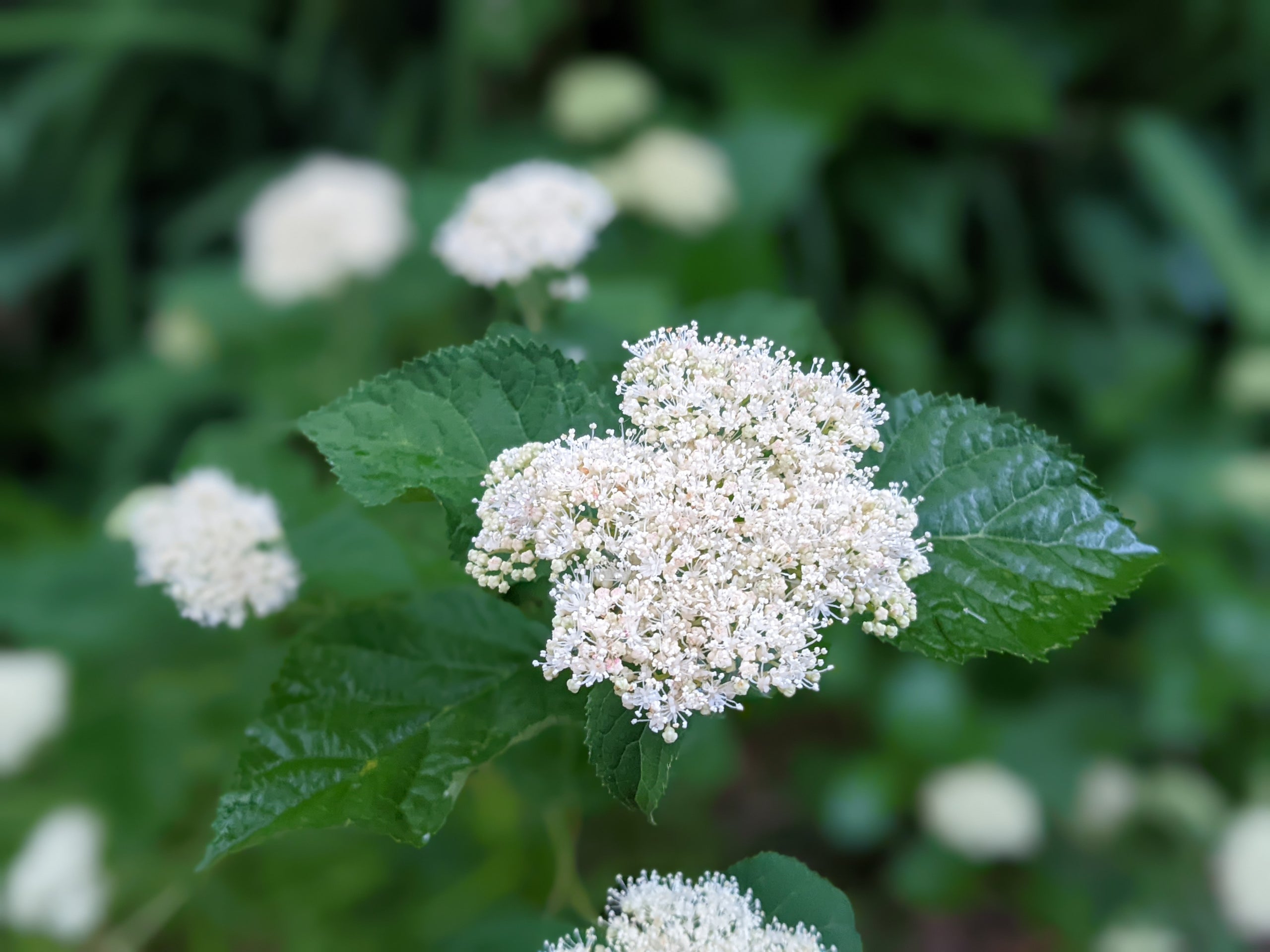 Wild hydrangea, Hydrangea arborescens | Hungry Hook Farm